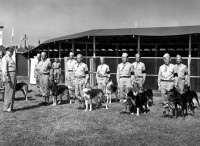 Dogs in WW2: from Paratroopers to Medical Dogs in Combat