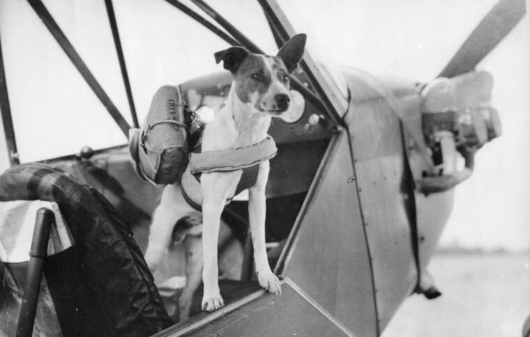 A Hard Mutt's Life: "Military Dogs" in World War II - Warfare History ...