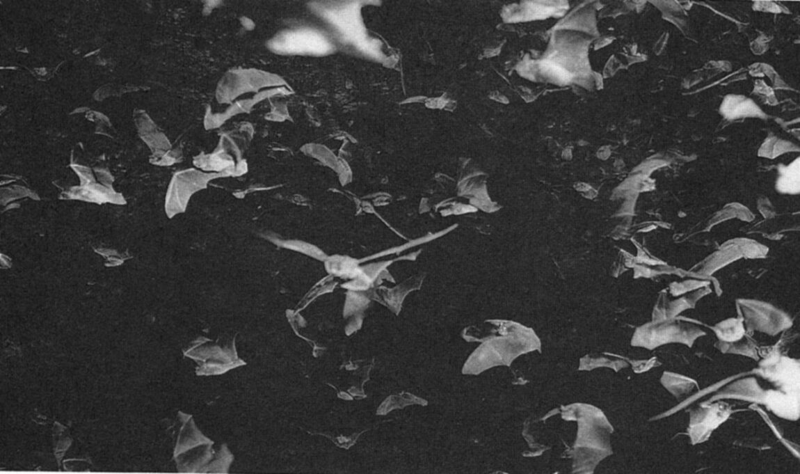 'Bat Bombs': WWII's Project X-Ray