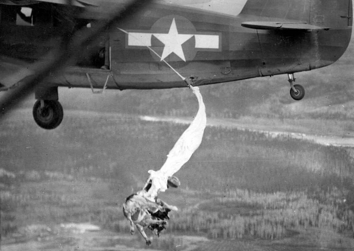 Raining Dogs! U.S. Army Parachute Animals in World War II - Warfare ...