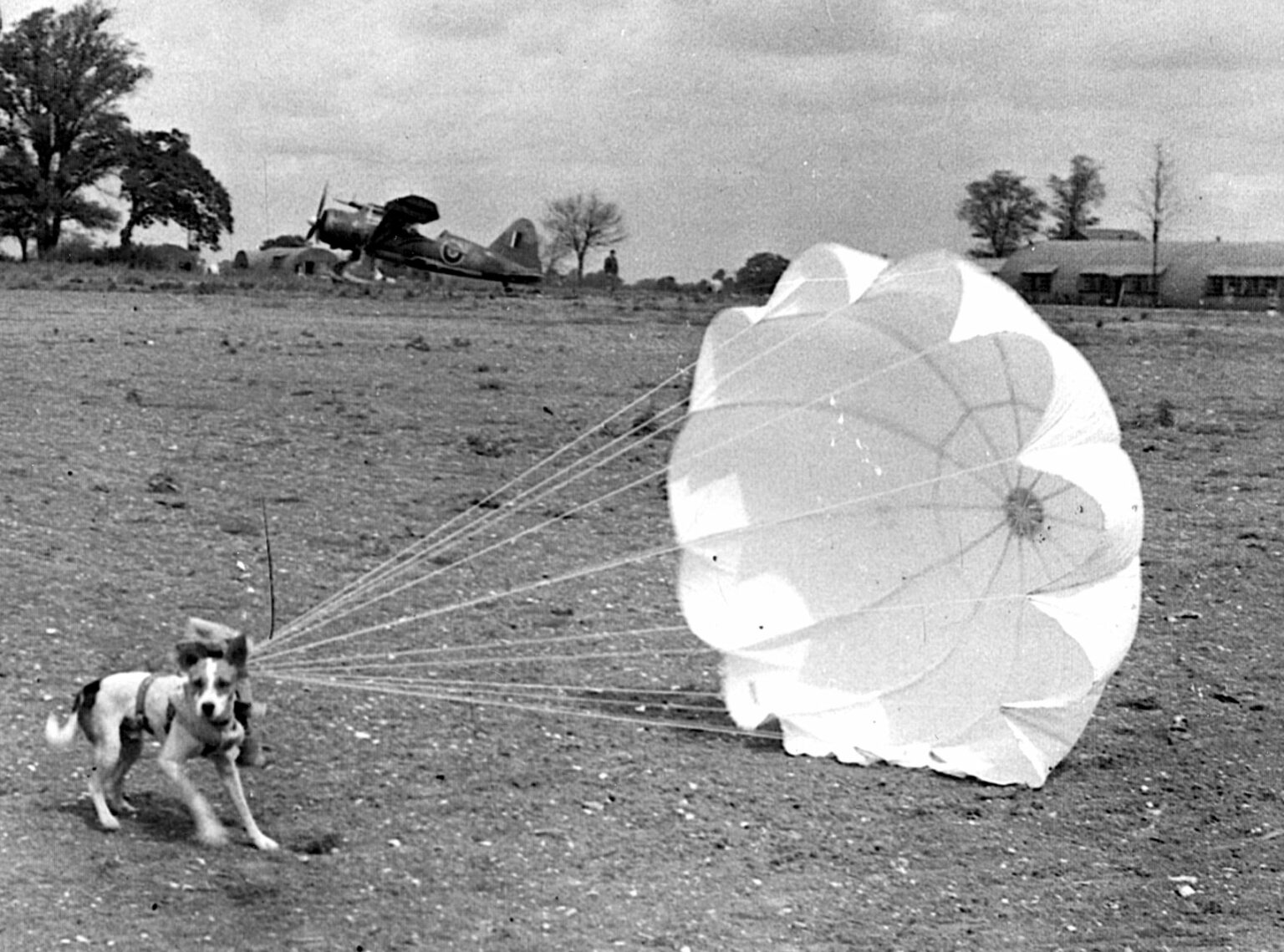 Raining Dogs! U.S. Army Parachute Animals in World War II - Warfare ...