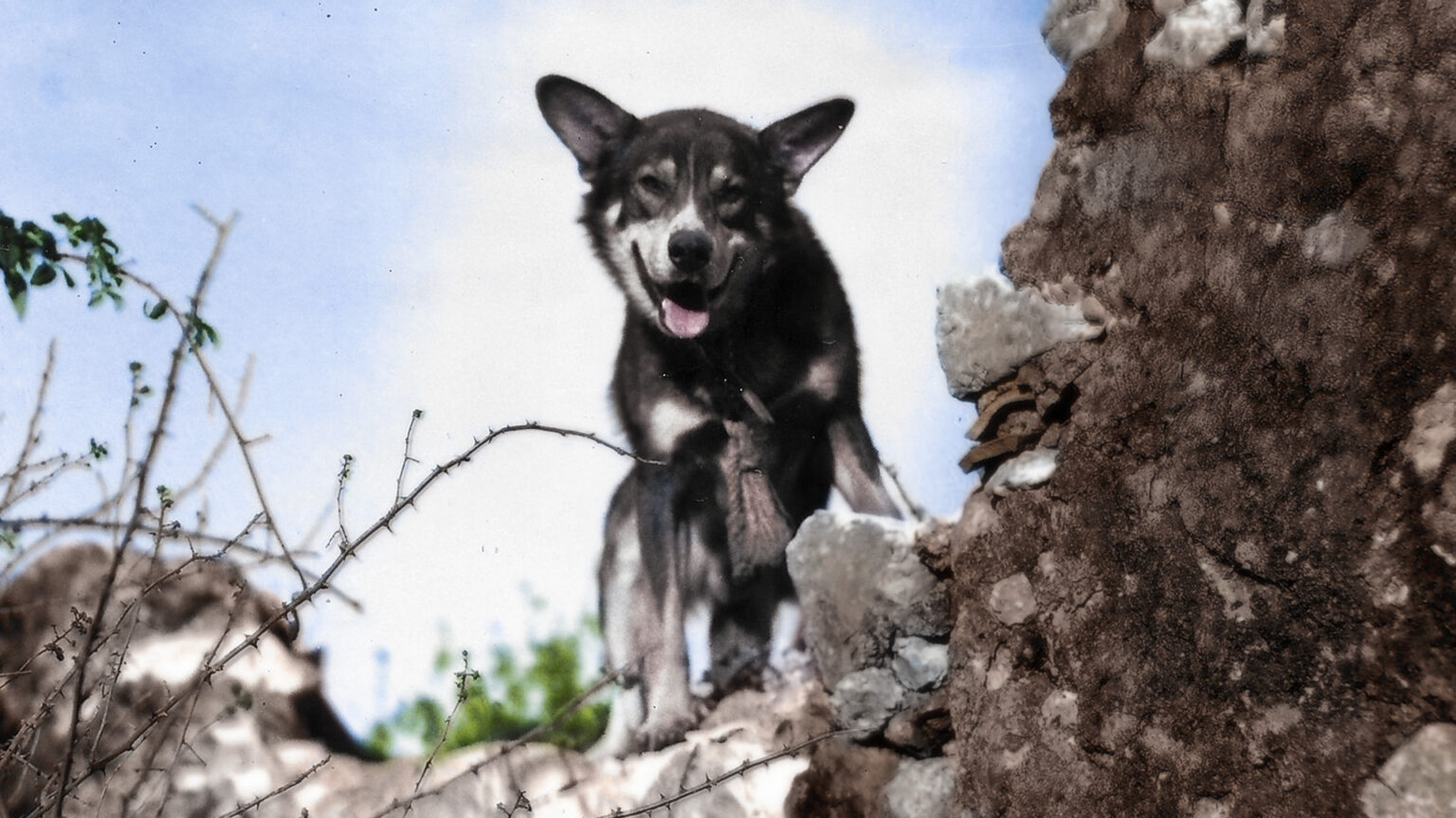 Fighter Ace Douglas Bader: The RAF’s Legless Legend - Warfare History ...