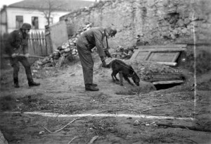 Dogs in WW2: from Paratroopers to Medical Dogs in Combat