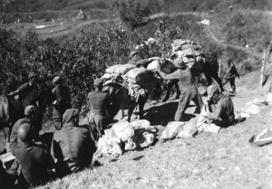 Army Mules: The Beast of Burden in War - Warfare History Network